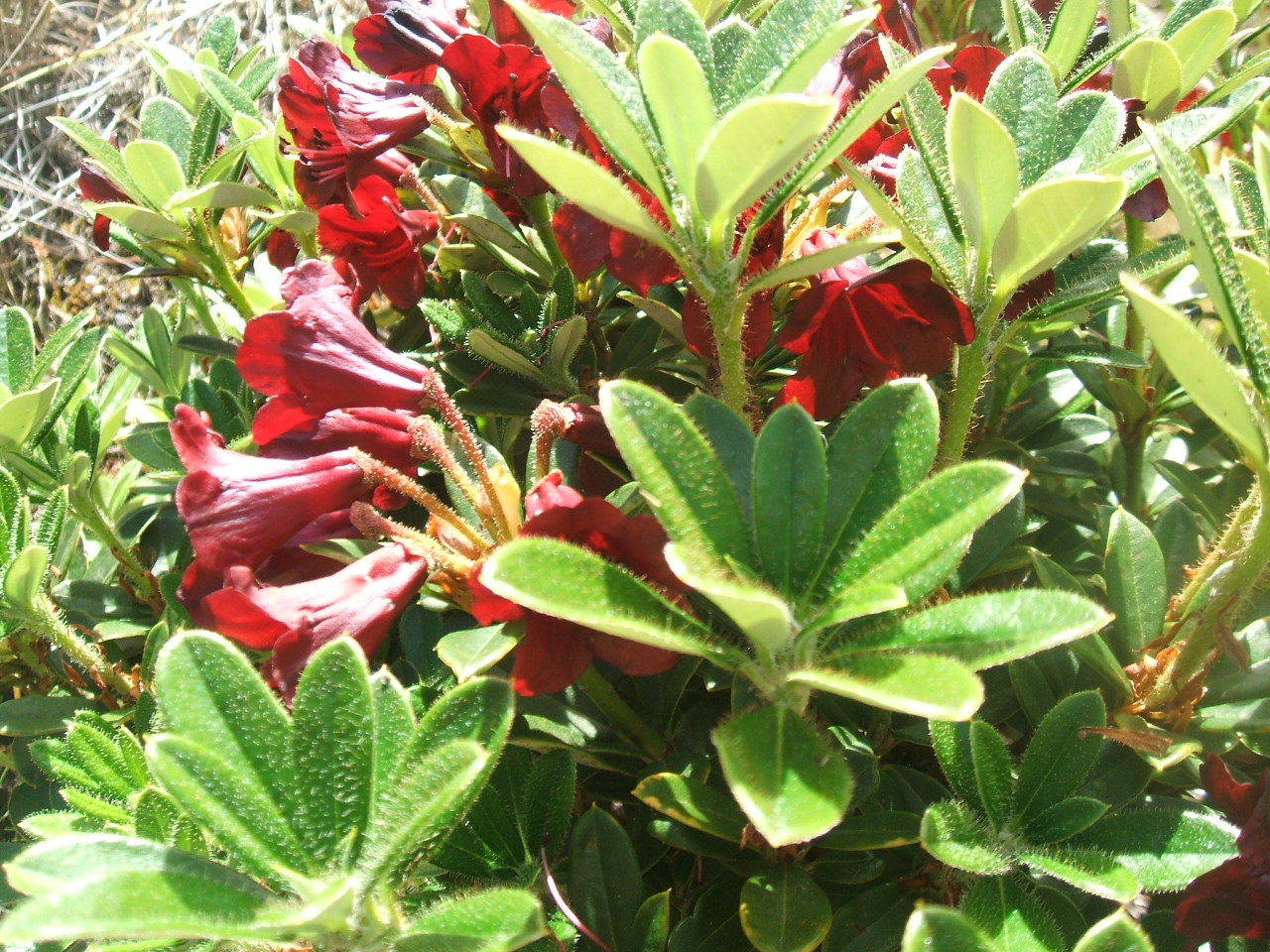 La collection de rhododendrons botaniques – JARDIN BOTANIQUE de GONDREMER
