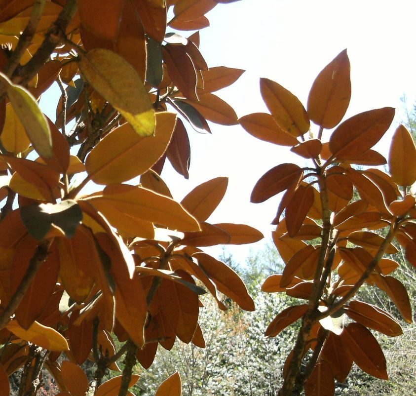 La collection de rhododendrons botaniques – JARDIN BOTANIQUE de GONDREMER